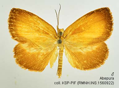 Papua Insects Foundation (Lepidoptera/Callidulidae/Comella laetifica)